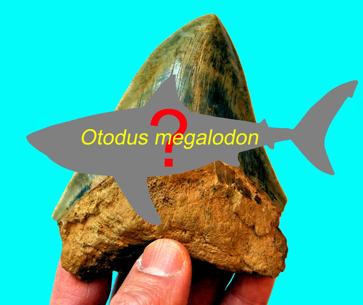New research bites holes into theories about Megalodons | UCR News | UC ...